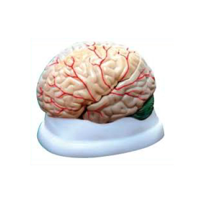 Brain Model – Excel Tech Inc