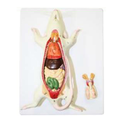 Rat Dissection Model – Excel Tech Inc